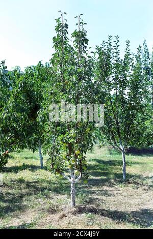 Hanging branch of the Apple tree is full of Apple fruits Stock Photo ...