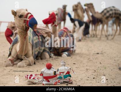 Remote controlled robot jockeys at camel racing at Dubai Camel Racing ...