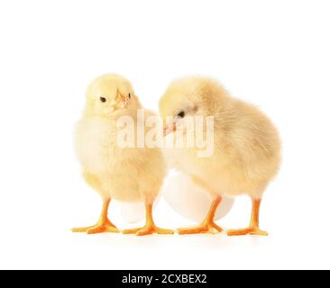Cute hatched chicks on white background Stock Photo - Alamy