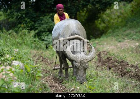 A Filipino farmer using a Carabao to plough the land ready for planting ...