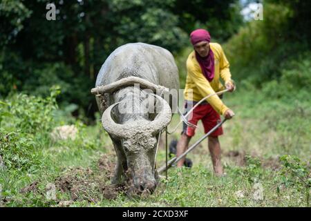 A Filipino farmer using a Carabao to plough the land ready for planting ...