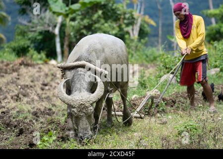 A Filipino farmer using a Carabao to plough the land ready for planting ...