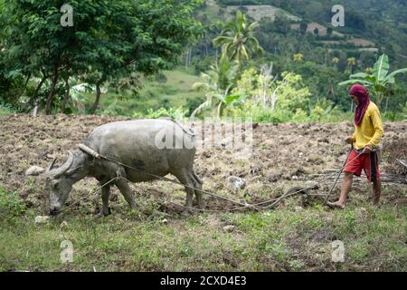 A Filipino farmer using a Carabao to plough the land ready for planting ...
