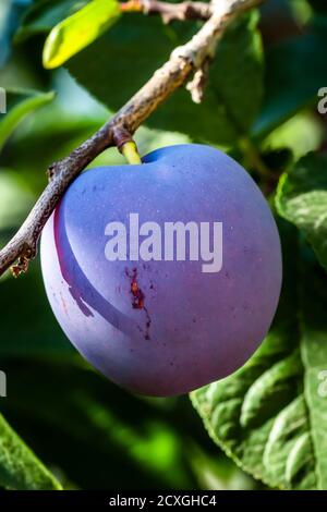 Photo of ripen plums hanging on the tree and wooden wall Stock Photo ...