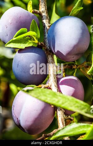 Photo of ripen plums hanging on the tree and wooden wall Stock Photo ...