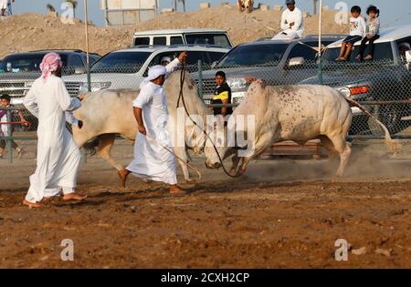 Two bulls fight each other during traditional bull wrestling in ...