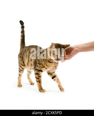 Hand stroking a tabby and white cat Stock Photo - Alamy