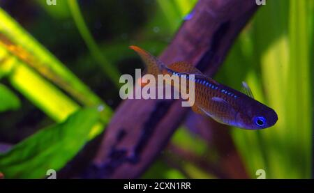The red neon blue-eye (Pseudomugil luminatus), female Stock Photo - Alamy