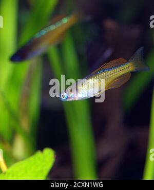 The red neon blue-eye (Pseudomugil luminatus), male Stock Photo - Alamy