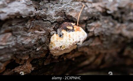 collection and use of wood polypores in forests Stock Photo - Alamy