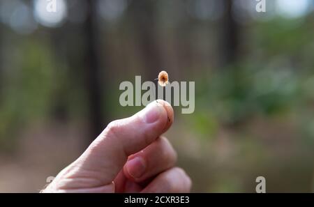gymnopus quercophilus - the smallest mushrooms in the world of mycology ...
