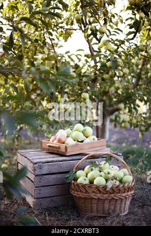 A box of beautiful apples Stock Photo - Alamy