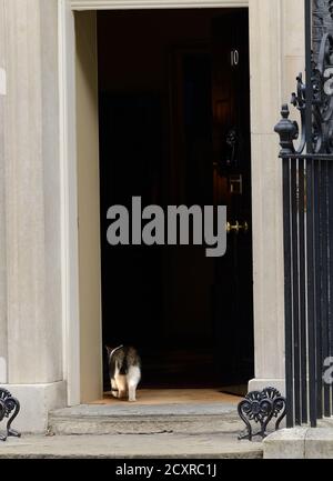 Larry, the Downing Street cat, with an open door at Number 10 Stock ...