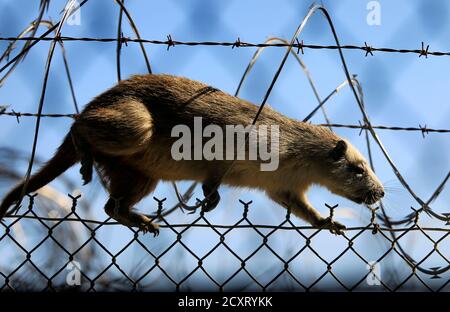 Hutia at Guantanamo Naval Base Stock Photo - Alamy