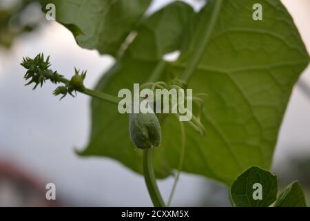 Chayote fruits are the delicious vegetables grown in many countries of ...