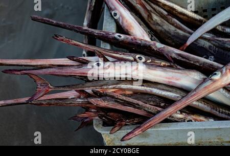 Baskets of needle nose garfish freshly caught, ready for gutting Stock ...