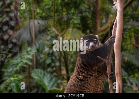 Bear Cuscus in a tree in Sulawesi Indonesia Stock Photo - Alamy