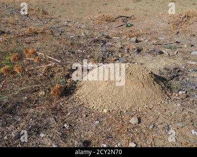 molehill, lump of soil formed by the mole Stock Photo - Alamy