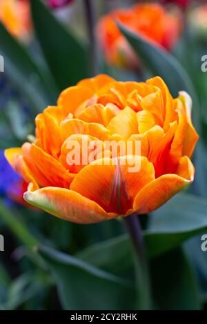 Tulip "Orange Princess Stock Photo - Alamy