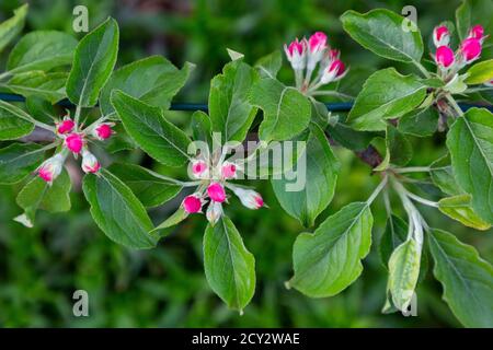 Flower buds of Malus domestica 'Kidd's Orange Red' Stock Photo - Alamy