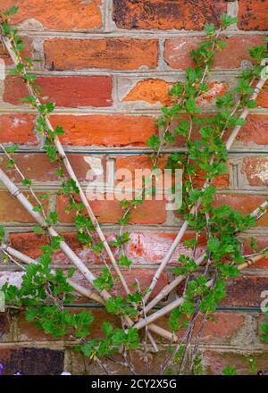FAN TRAINED GOOSEBERRY Stock Photo - Alamy