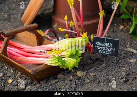 A harvest of Rhubarb 'Timperley Early' in a wooden trug Stock Photo - Alamy