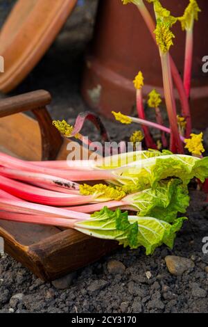 A harvest of Rhubarb 'Timperley Early' in a wooden trug Stock Photo - Alamy