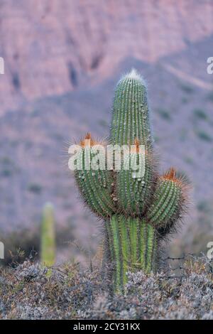 CARDON DE LA PUNA or CARDON DE LA SIERRA Echinopsis atacamensis ...