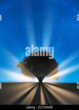 Sunbeam with magic light rays behind a western red cedar tree (Thuja ...