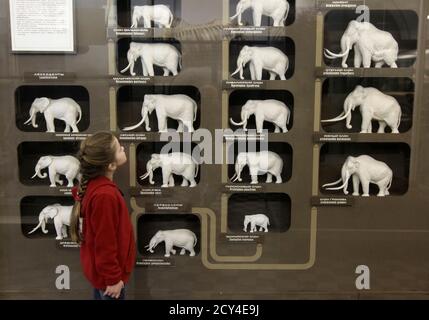 Evolutionary Tree: Animals Stock Photo - Alamy