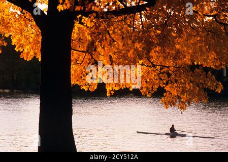 A man sculling in a single scull rowing boat, on the water. Overhead ...