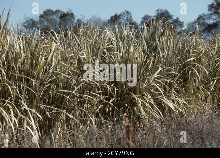 Sugar Cane Farming in Louisiana, USA Stock Photo - Alamy