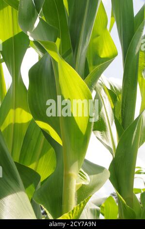 Farming in Louisiana, USA of a Corn field Stock Photo - Alamy