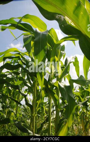 Farming in Louisiana, USA of a Corn field Stock Photo - Alamy