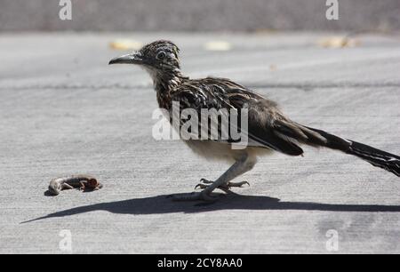 Roadrunner plays with lizard prey and eats the reptile’s tail for ...