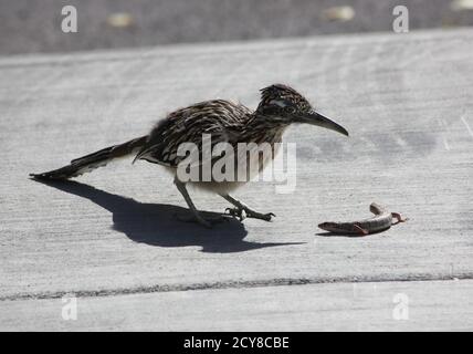 Roadrunner plays with lizard prey and eats the reptile’s tail for ...