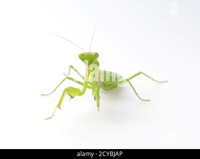 Japanese Harabiro mantis on a white background Stock Photo - Alamy