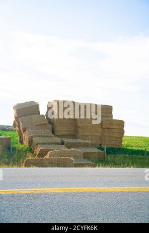 Hay bales on the field after harvest Stock Photo - Alamy