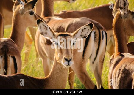 Small herd female impala (Aepyceros melampus) browsing on green leaves ...