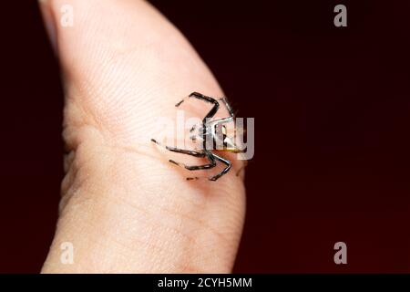 Sylvana Jumping Spider on finger Stock Photo - Alamy