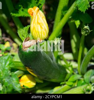 Marrows growing in garden Stock Photo - Alamy