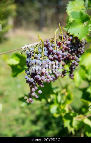 Drying grapes in the sun in the garden Stock Photo - Alamy