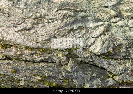 image of a section of old elm bark for a background or texture Stock ...