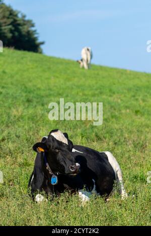 Cow grazing in a meadow, Prim'Holstein cow (breed). Milk cow, dairy ...
