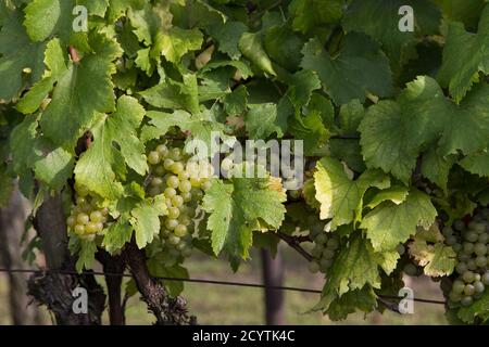 detail of wine grapes on cordon at wine yard before harvest Stock Photo ...