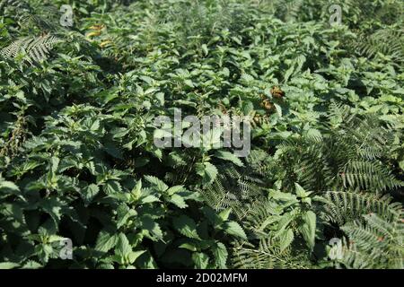 fern bed in woodland garden Stock Photo - Alamy