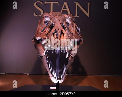 Stan, one of the largest and most complete Tyrannosaurus rex fossil ...