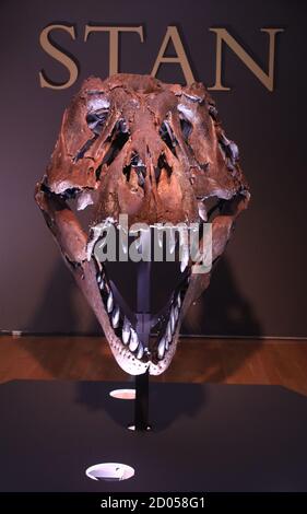A Tyrannosaurus rex skeleton is seen on display during the Smithsonian ...