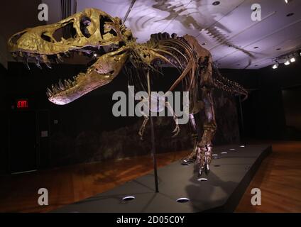 Stan, one of the largest and most complete Tyrannosaurus rex fossil ...