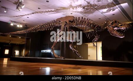 Stan, one of the largest and most complete Tyrannosaurus rex fossil ...
